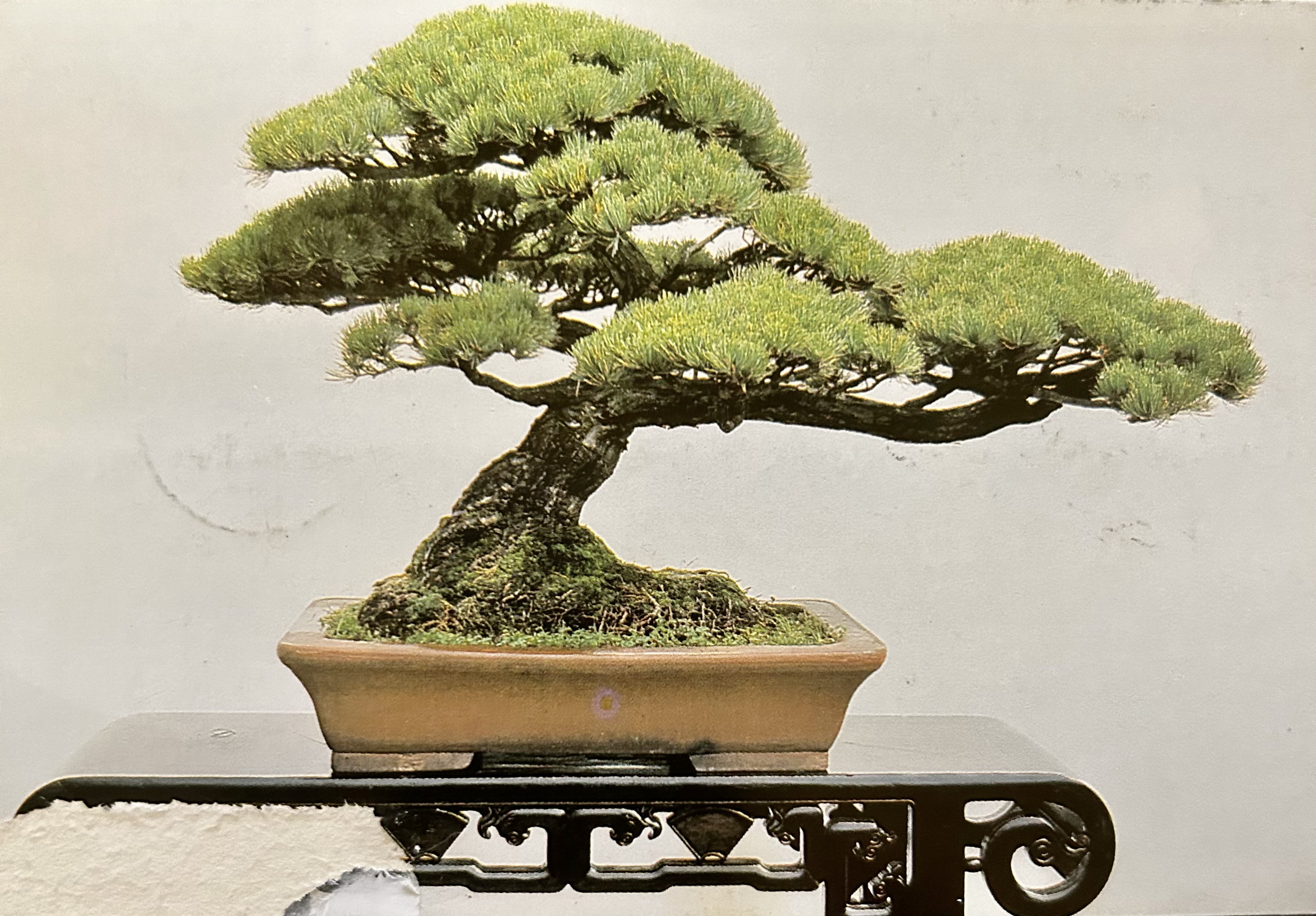 -Bonsai – Postcards Etc