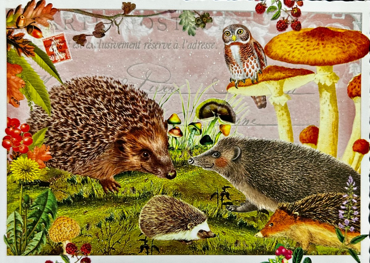 Hedgehogs – Postcards Etc