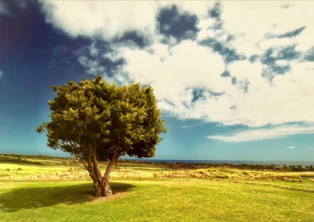 Tree – Postcards Etc