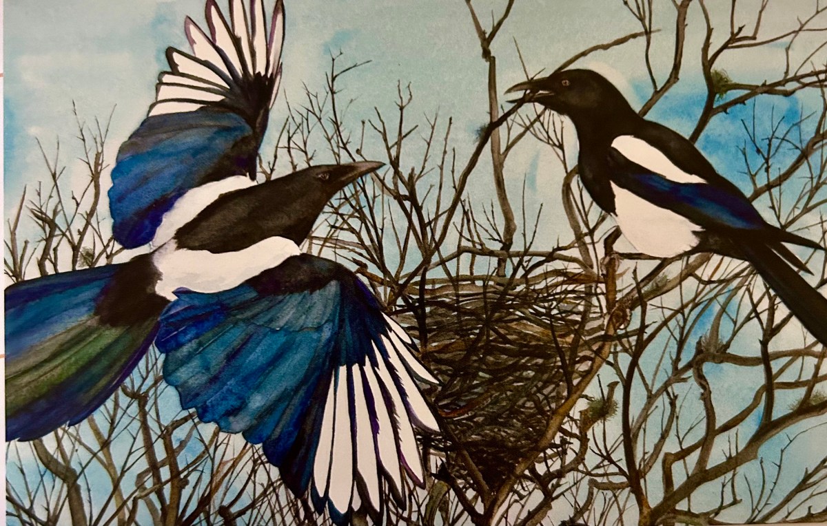 Magpies – Postcards Etc