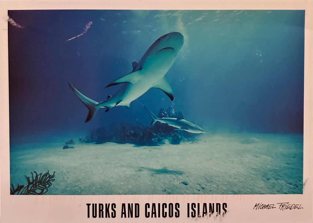 Shark – Postcards Etc