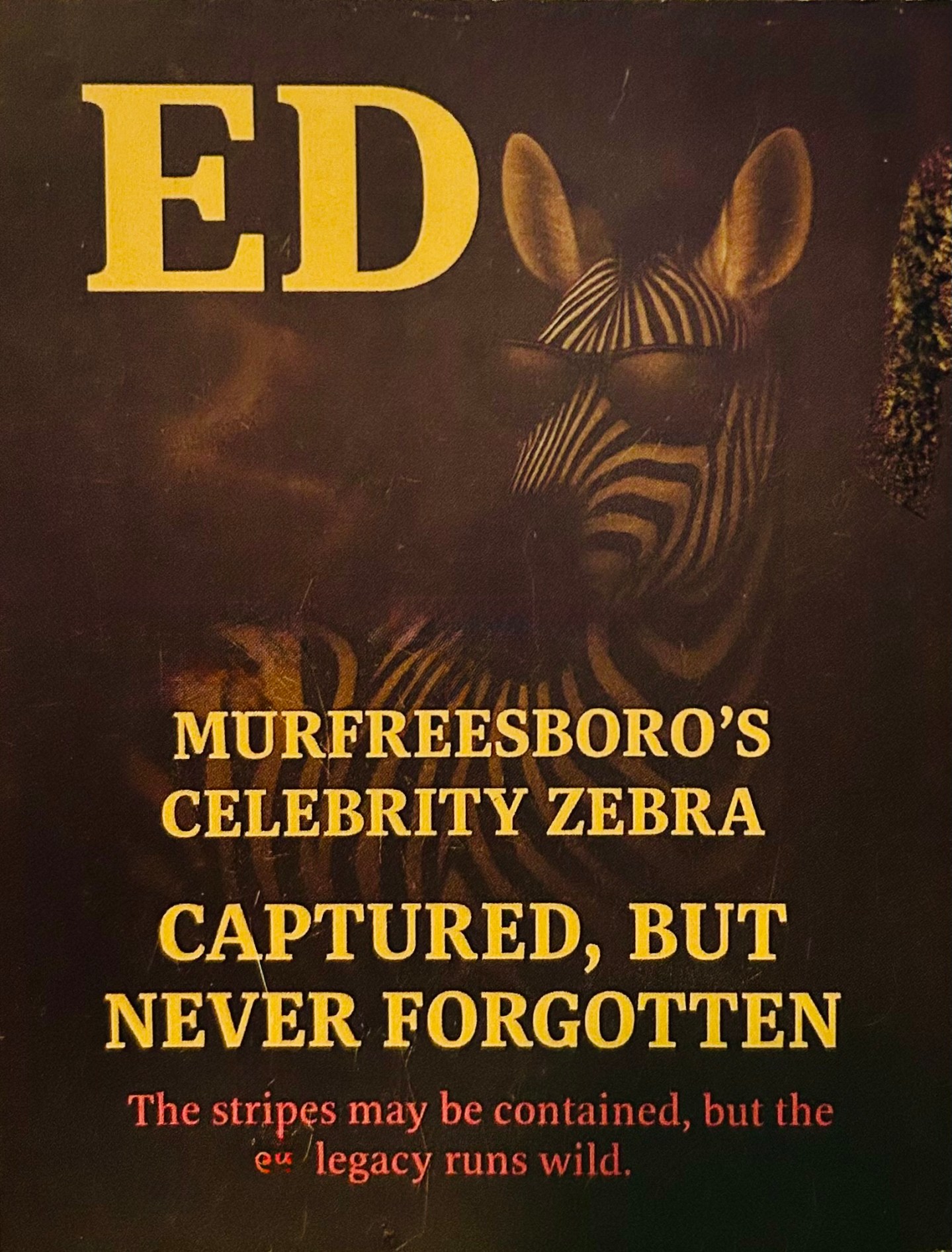 Ed the Zebra That Escaped – Postcards Etc