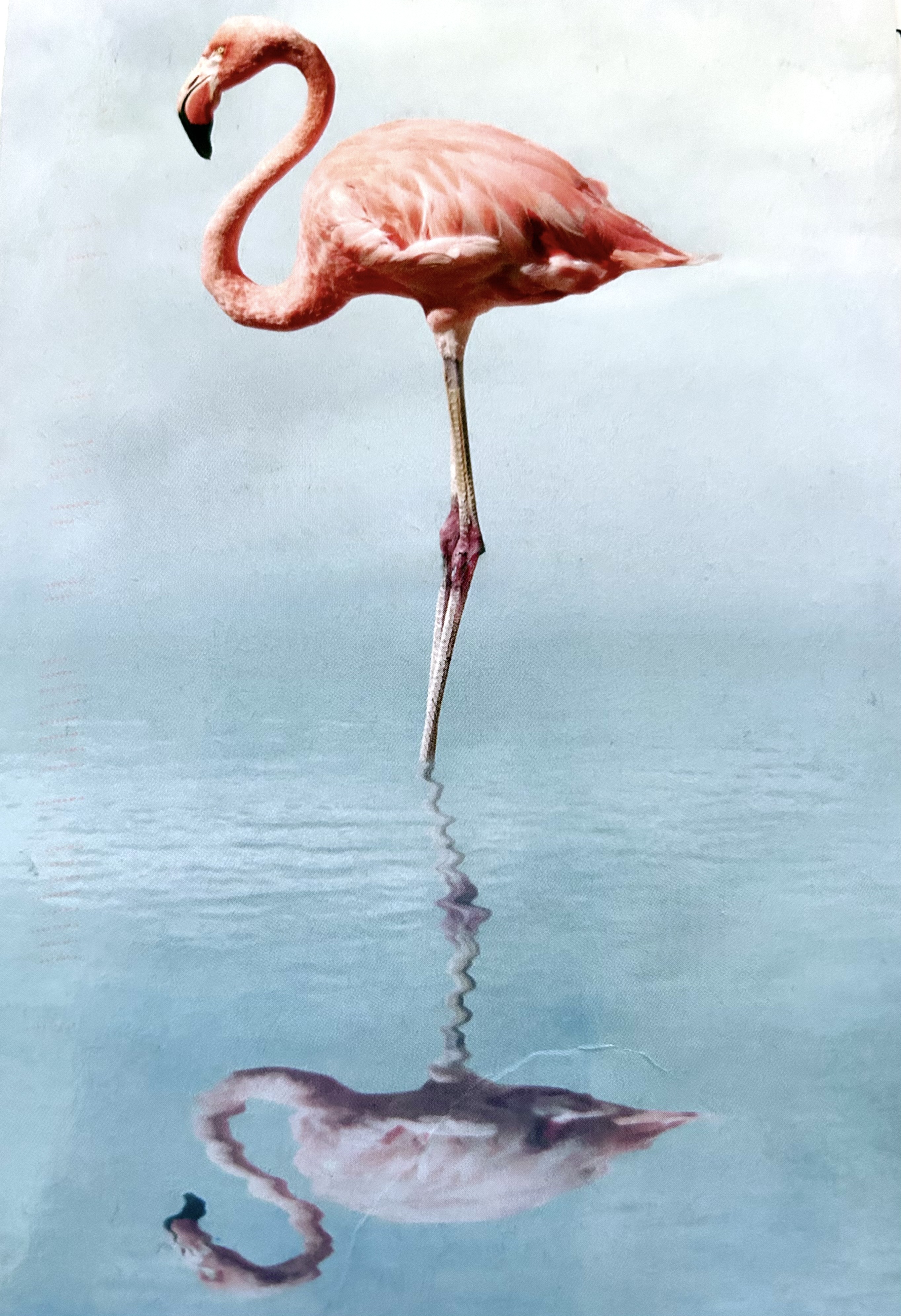 Flamingo – Postcards Etc