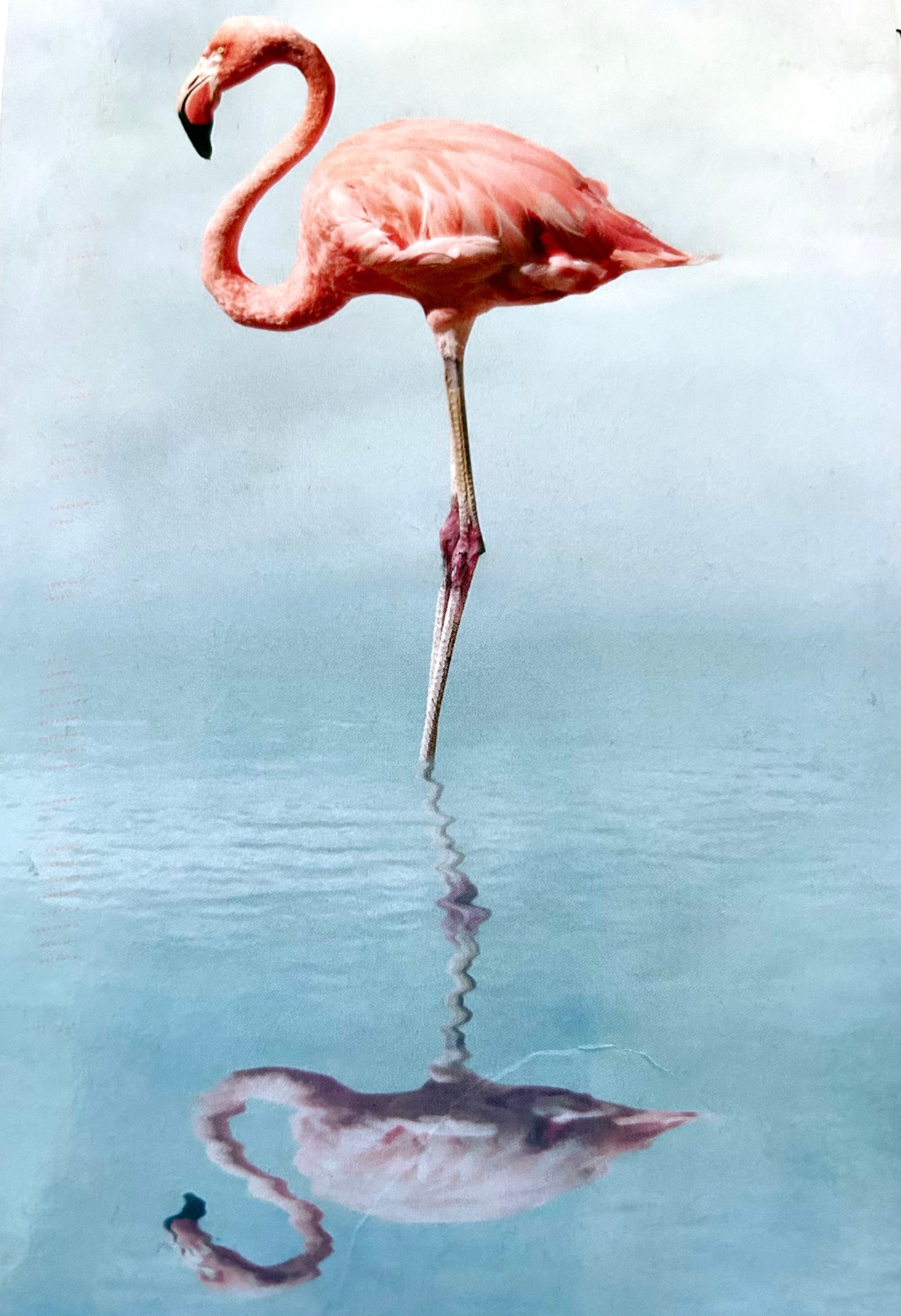Flamingo – Postcards Etc