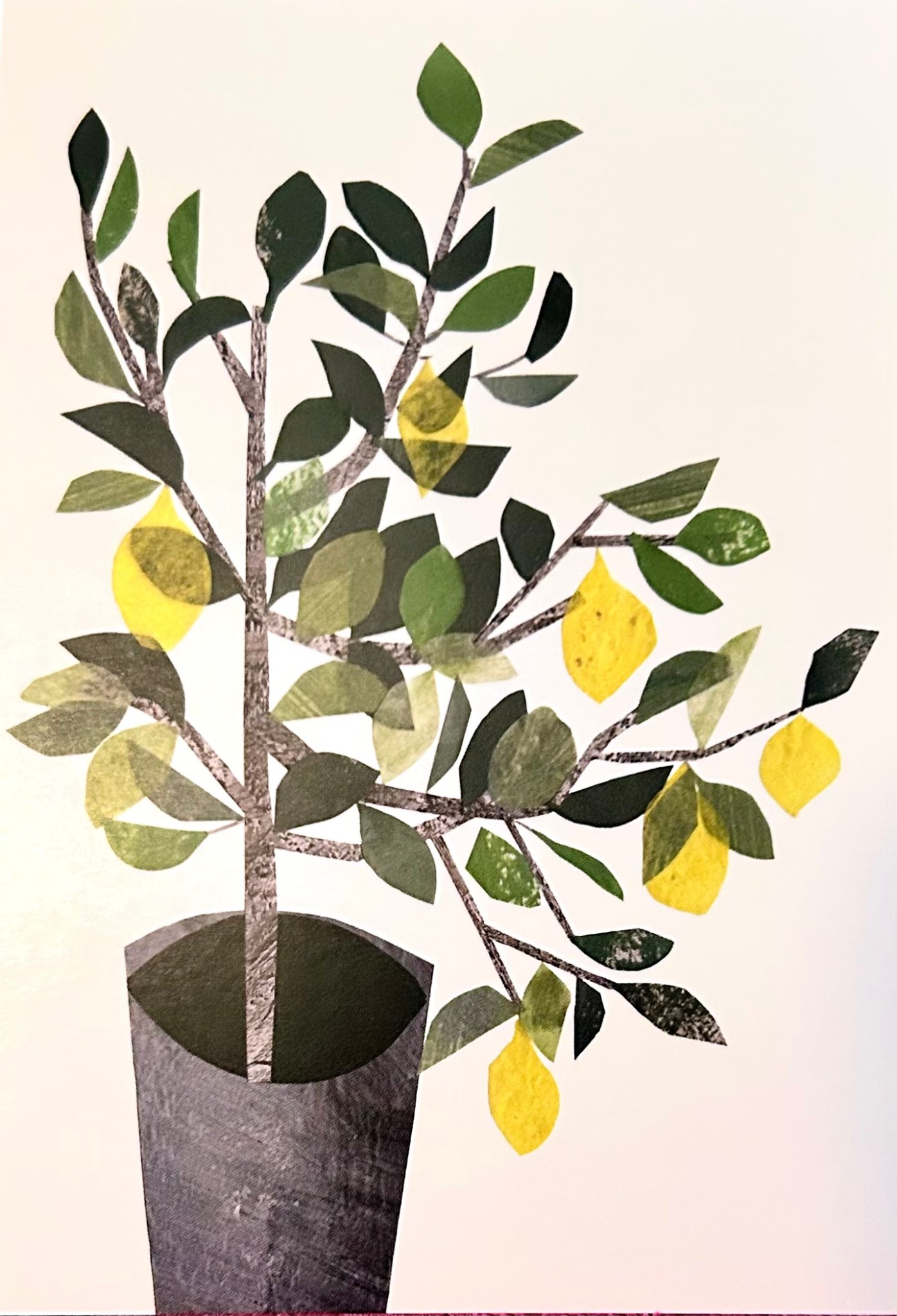 Lemon Tree – Postcards Etc